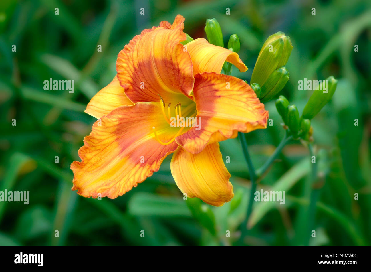 Modern daylilyies daylily, breeding for color and edging and shape for ...