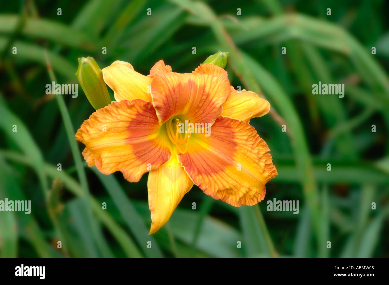 Modern daylilyies daylily, breeding for color and edging and shape for ...