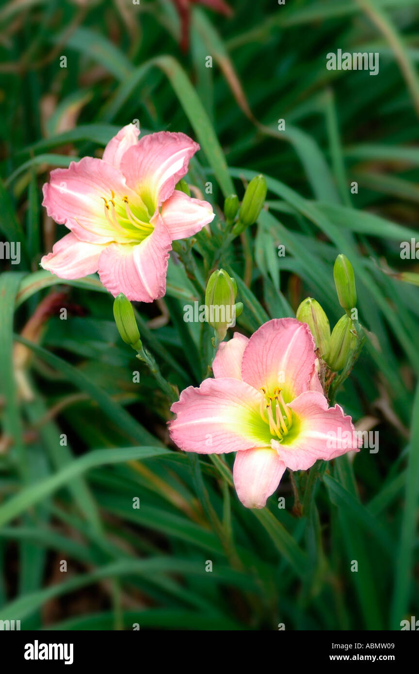 Modern daylilyies daylily, breeding for color and edging and shape for ...