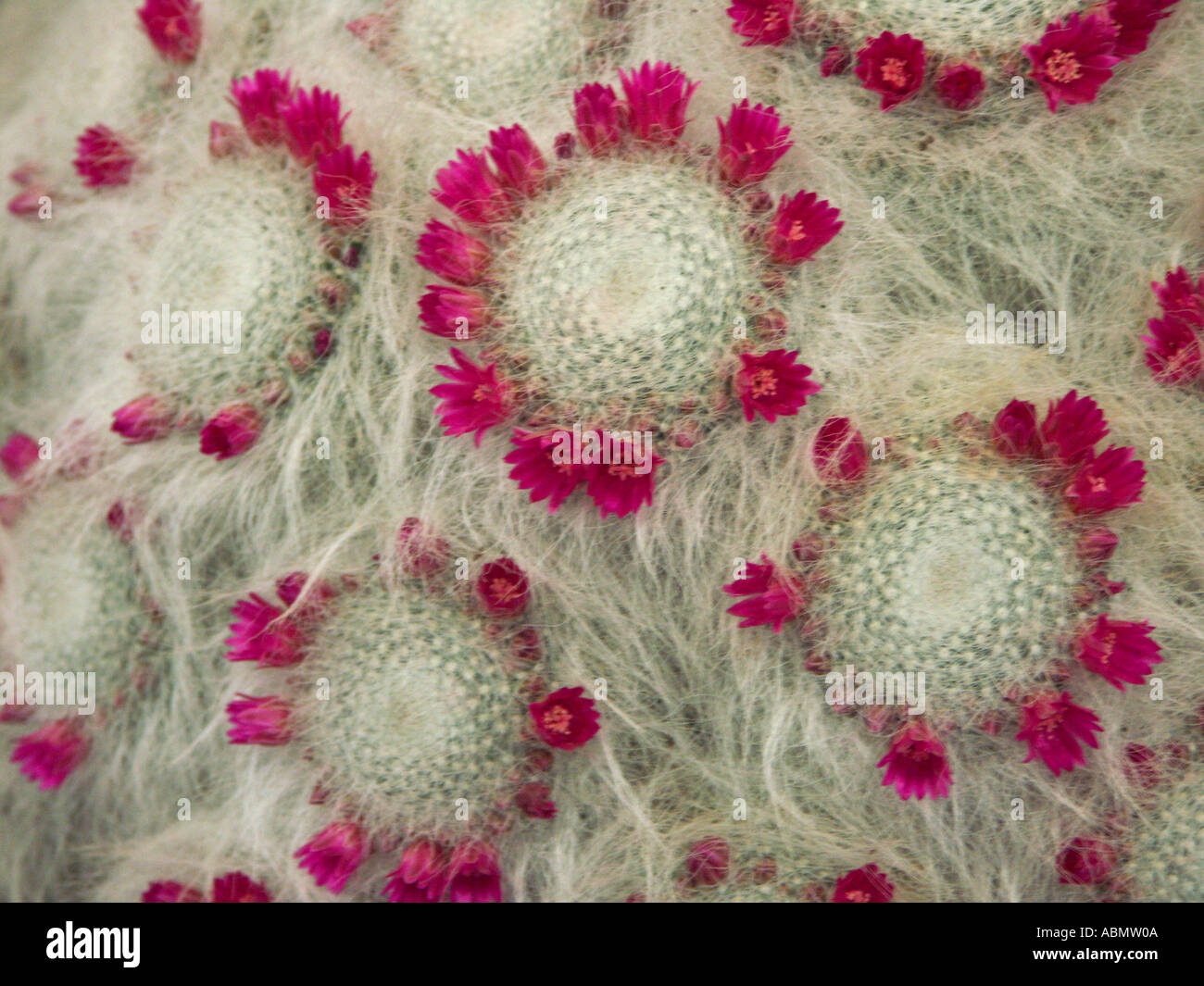 white fluffy cactus with pink flowers at the chelsea RHS flower show ...