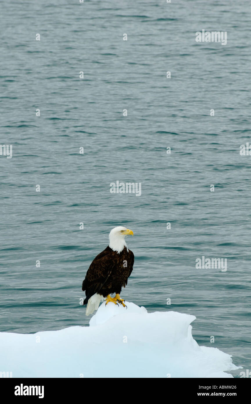 Alaska, Prince WIlliam Sound, Bald eagle on ice floe Stock Photo - Alamy
