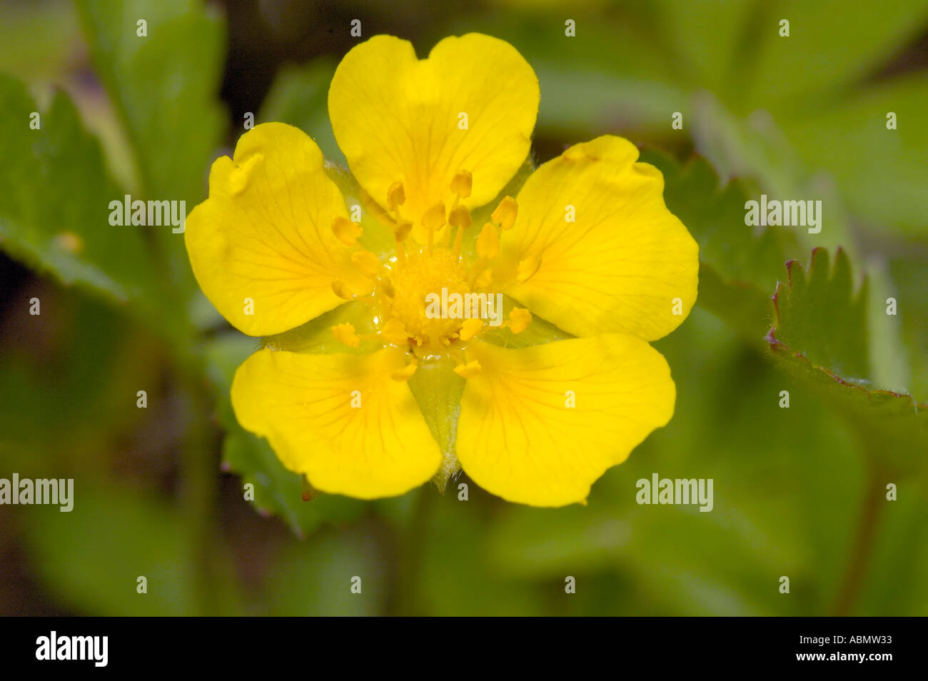 Creeping Cinquefoil - Potentilla reptans Stock Photo - Alamy