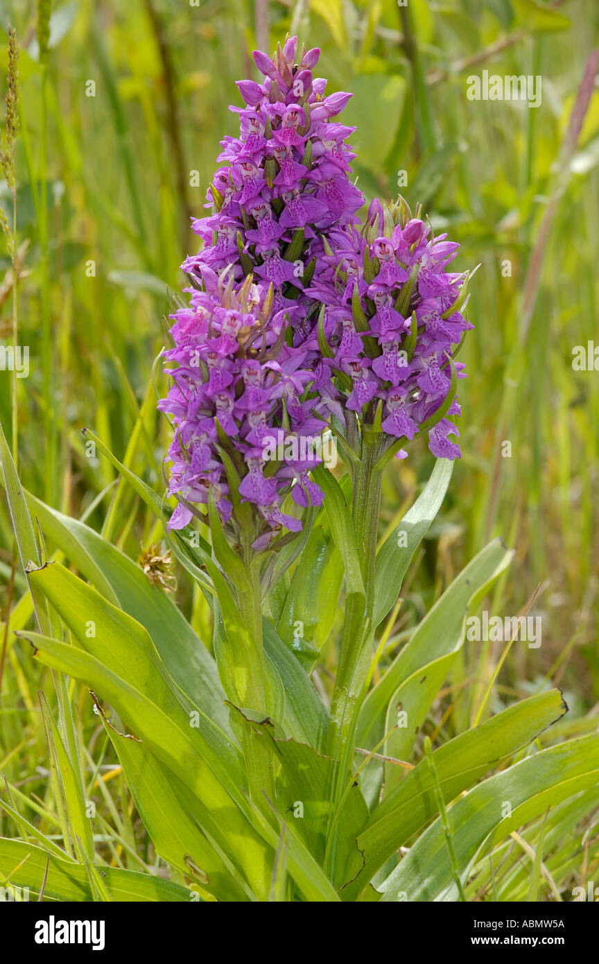 Northern Marsh Orchid Dactylorhiza purpurella Ynyslas Dunes Stock Photo ...
