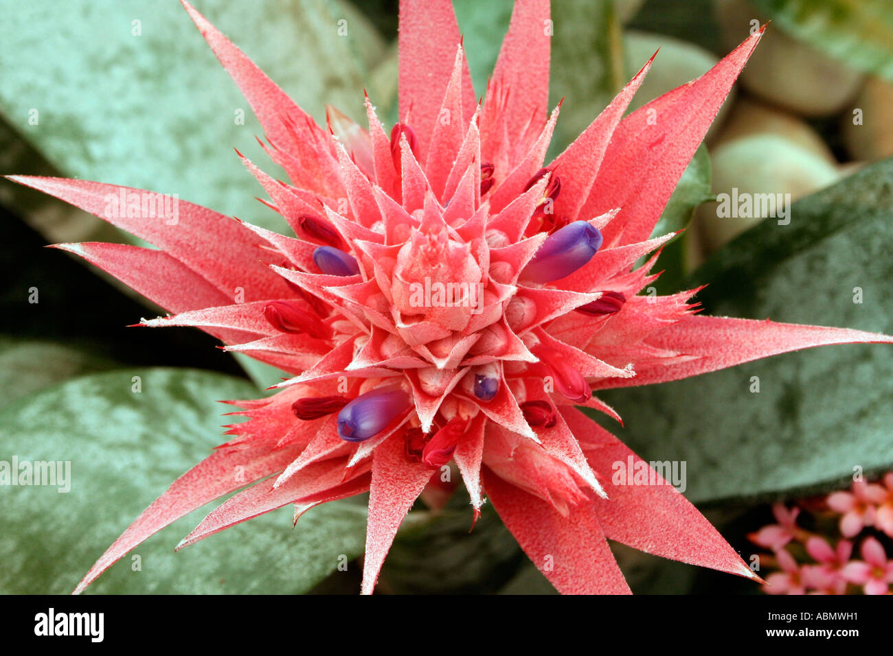 Pink bromeliad Aechmea Fasciata Morgana Stock Photo - Alamy