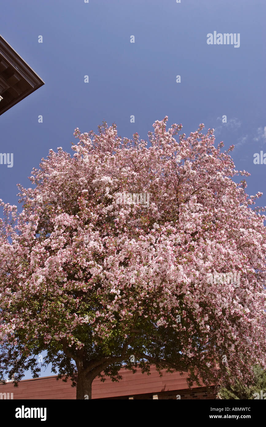 Prairie Crabapple Tree on front lawn of Moose Jaw Court House in scenic ...