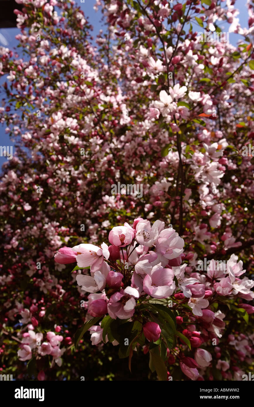 Crabapple tree in front of house hi-res stock photography and images ...