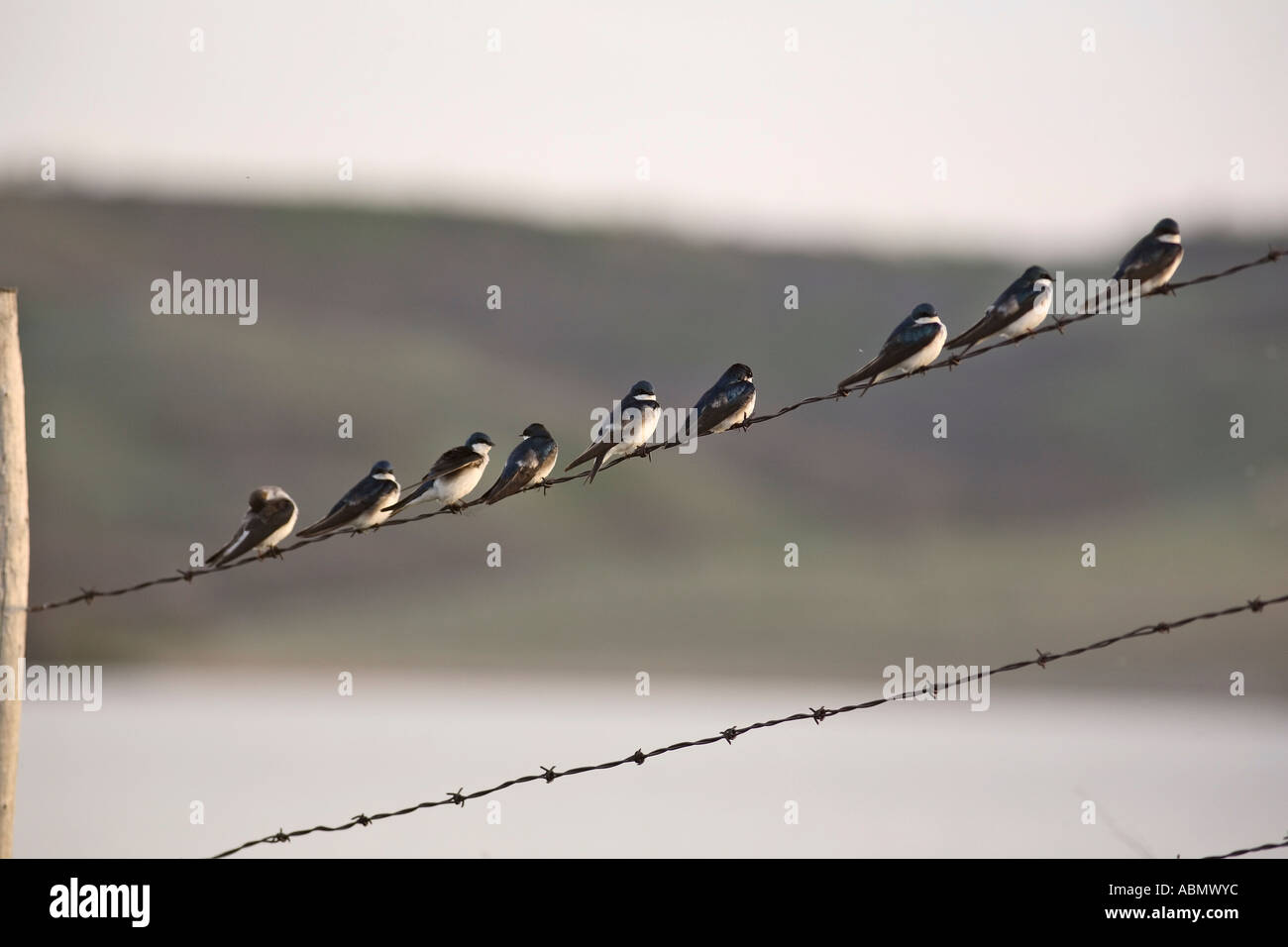 Tree Swallows on barbed-wire strand in scenic Saskatchewan Canada Stock ...