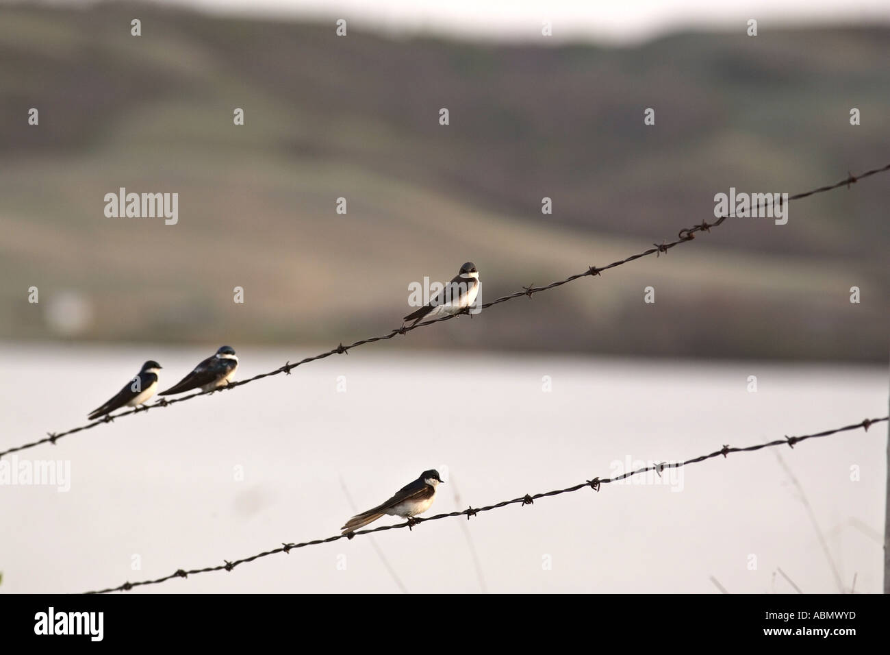 Tree Swallows on barbed-wire strand in scenic Saskatchewan Canada Stock ...