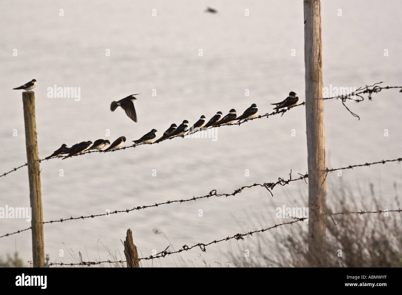 Tree Swallows on barbed-wire strand in scenic Saskatchewan Canada Stock ...