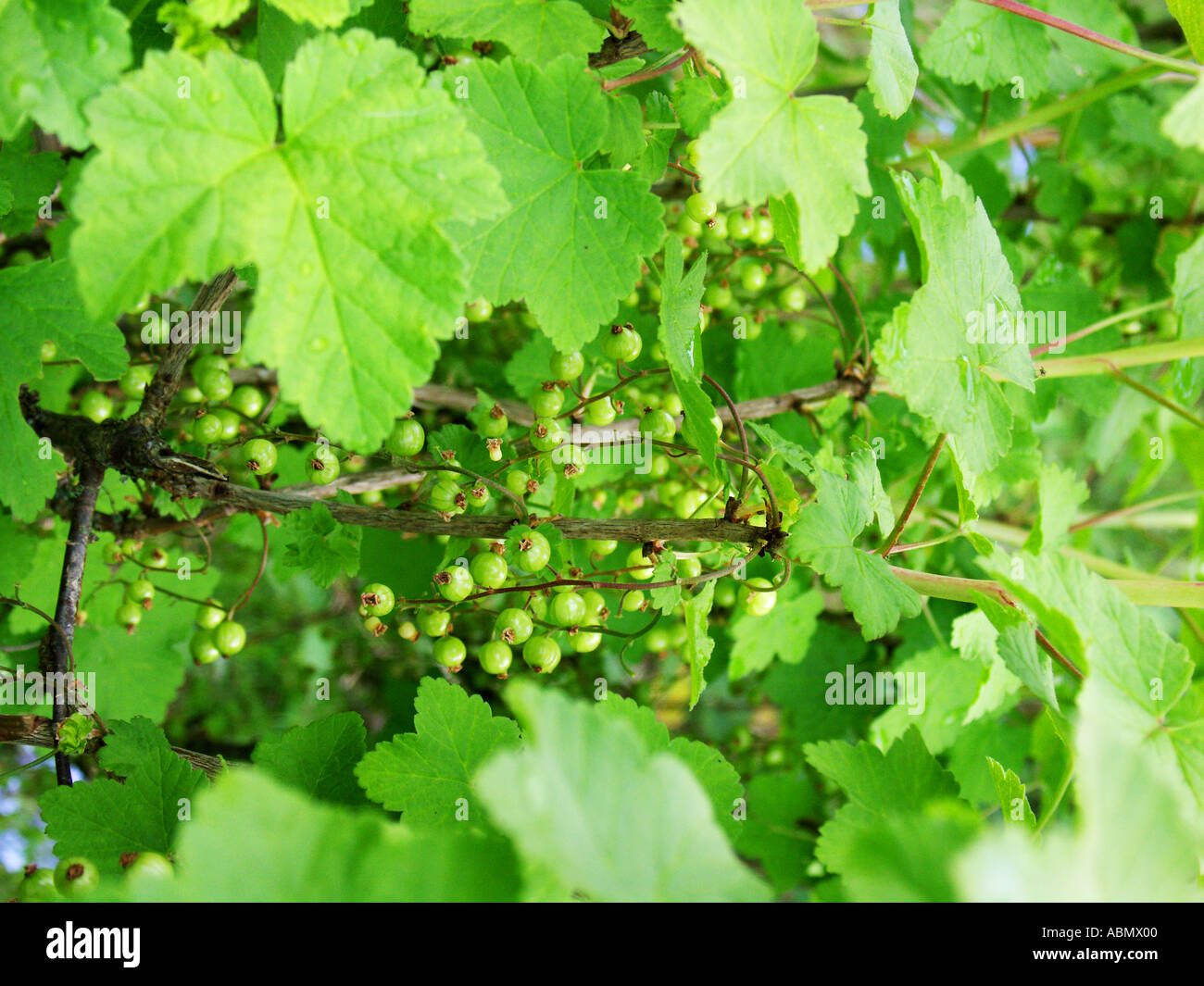 Victorian vine house hi-res stock photography and images - Alamy
