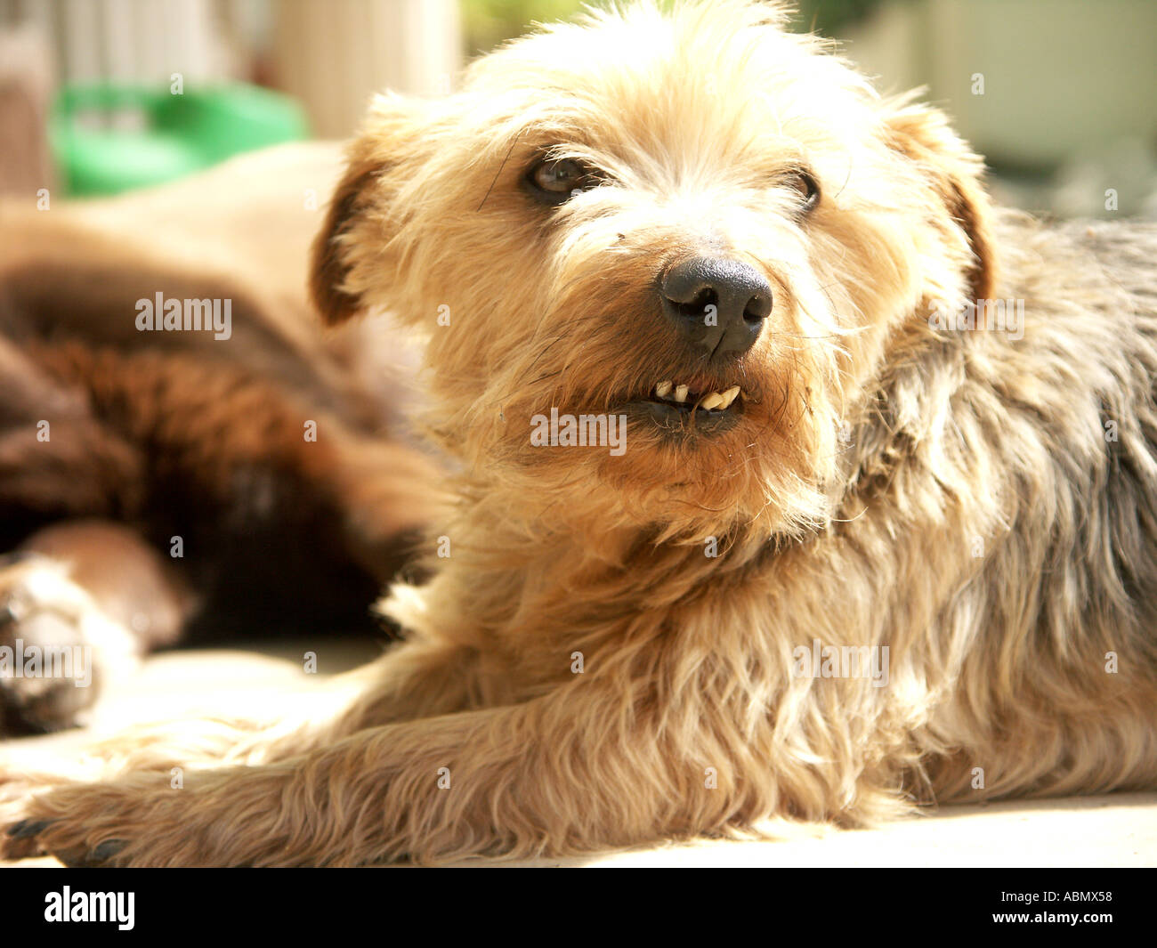 smiling yorkshire terrier, malvern, worcestershire, england, uk Stock ...