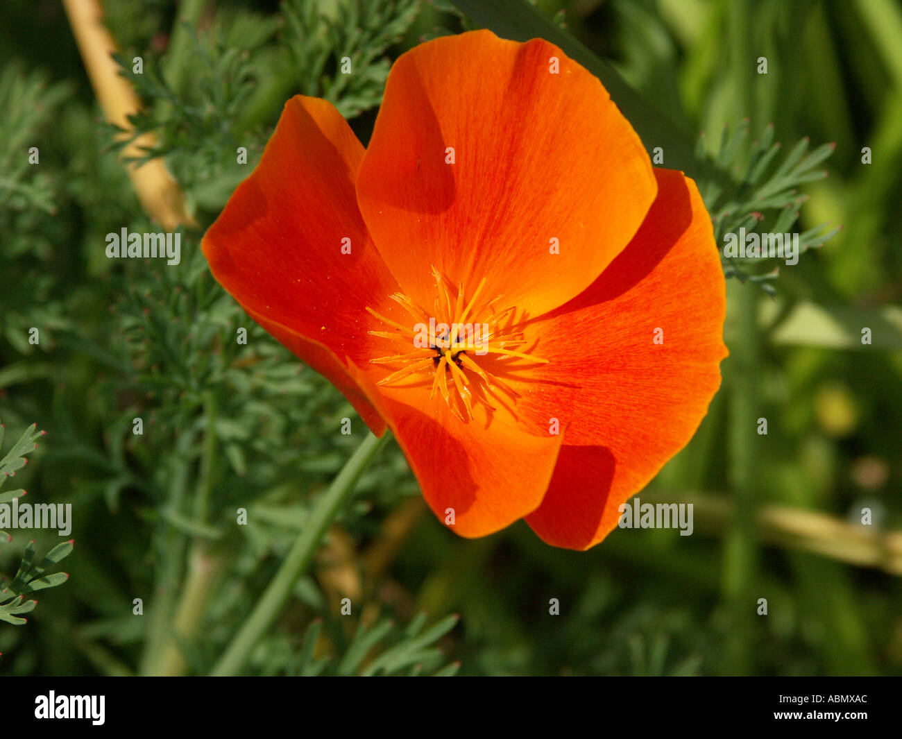 Common velvet grass hi-res stock photography and images - Alamy