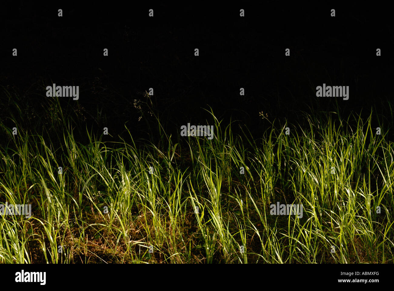 Day forest green Cut Out Stock Images & Pictures - Alamy