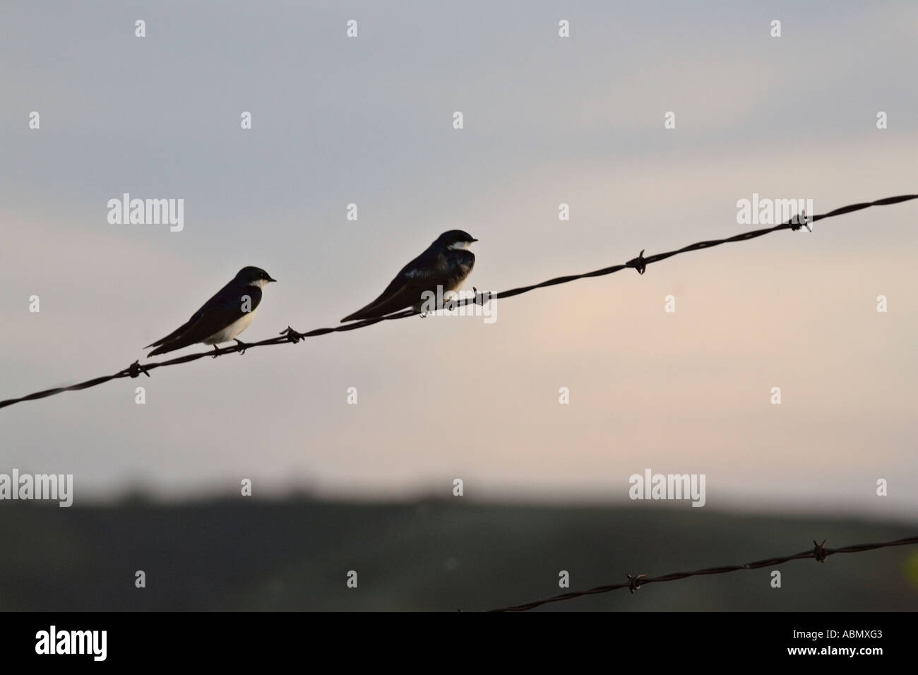 Two swallows on wire hi-res stock photography and images - Alamy