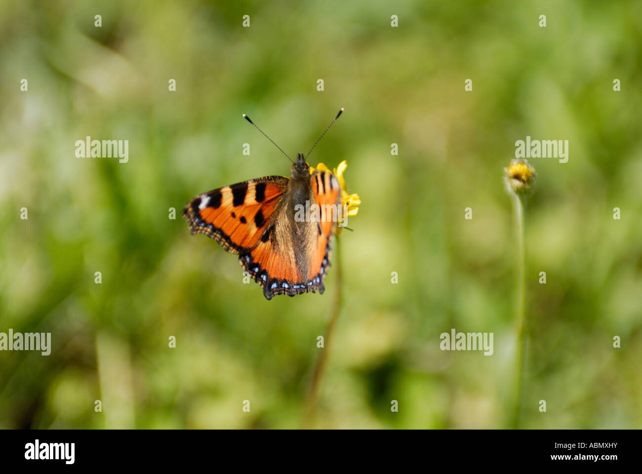 Tortoise shell butterflies hi-res stock photography and images - Alamy