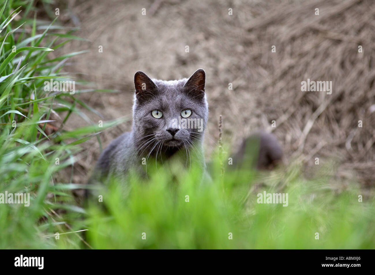 Slade farm hi-res stock photography and images - Alamy