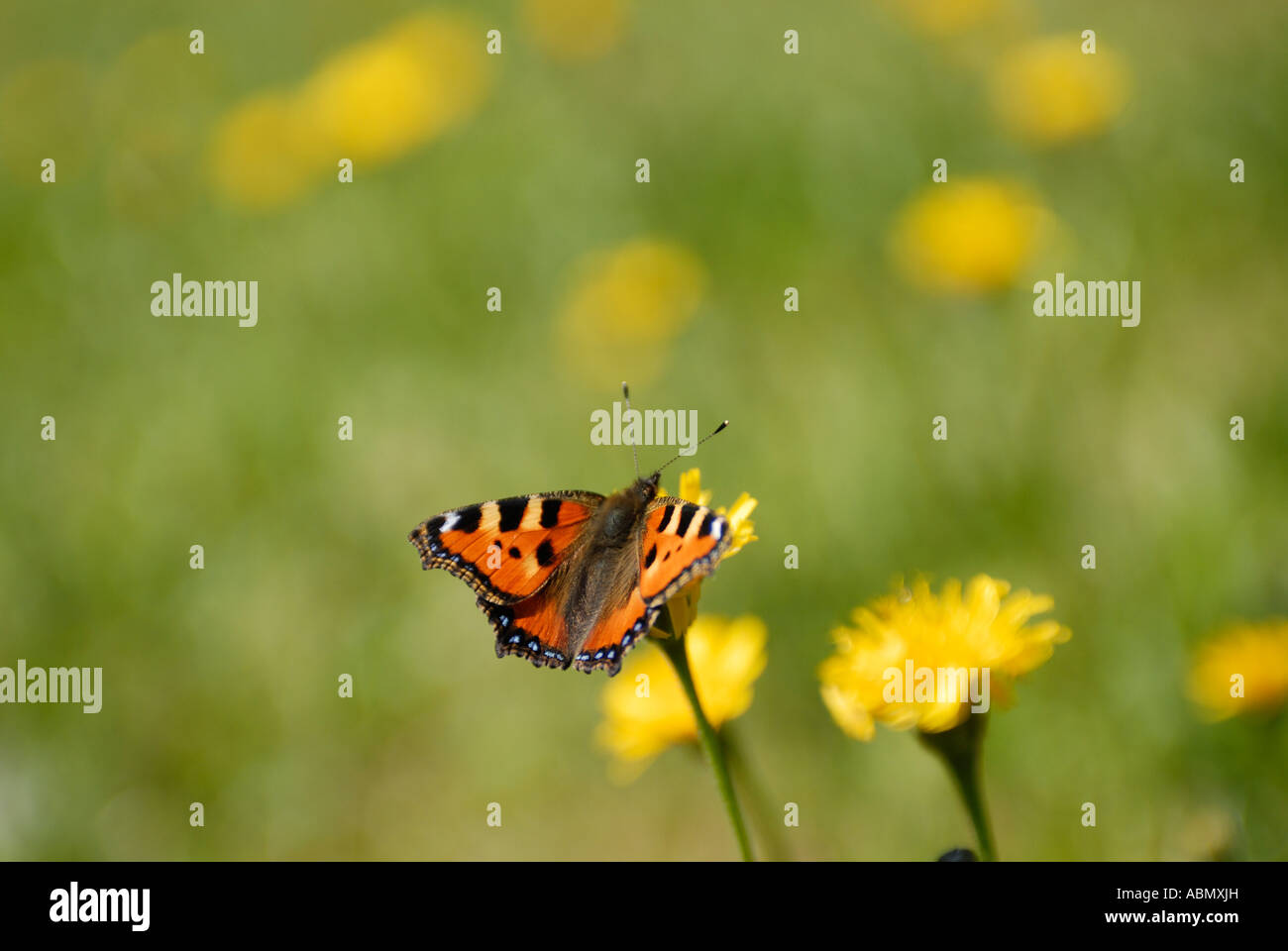 Tortoise shell butterflies hi-res stock photography and images - Alamy