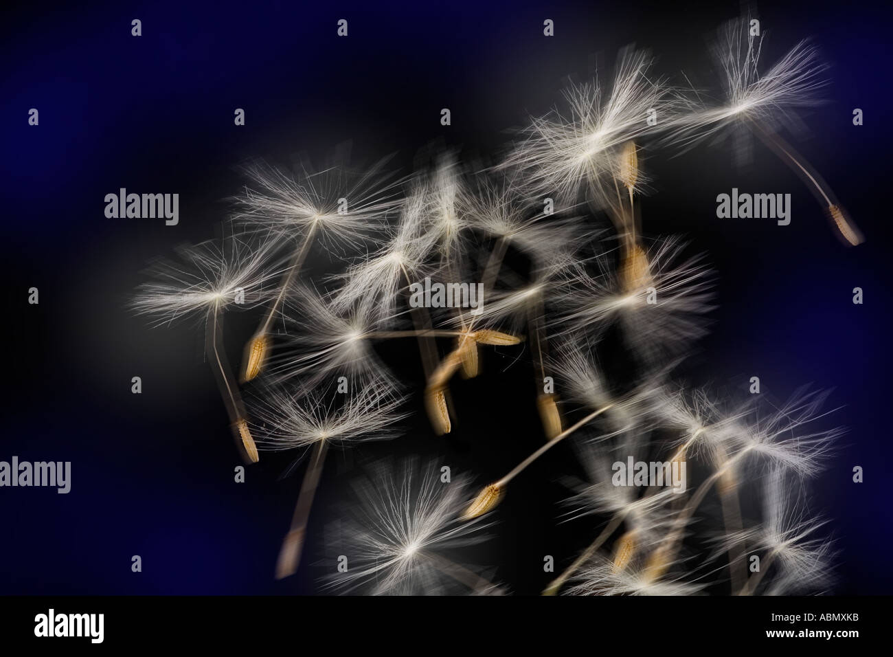 Dandelion seeds blowing in the wind Stock Photo - Alamy