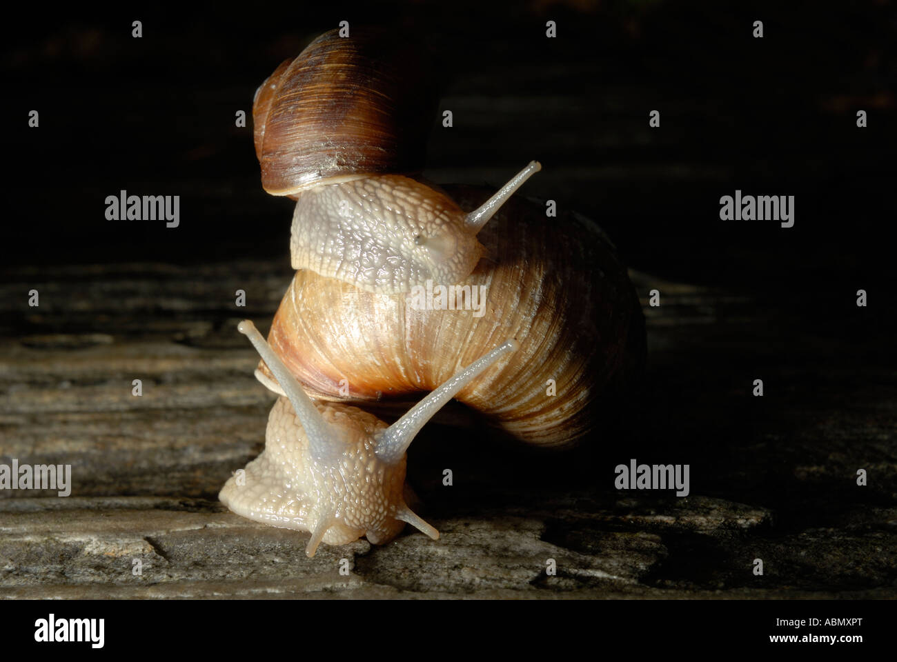 Helix aspersa two 2 Snail Garden Europe, small snail riding on top of ...