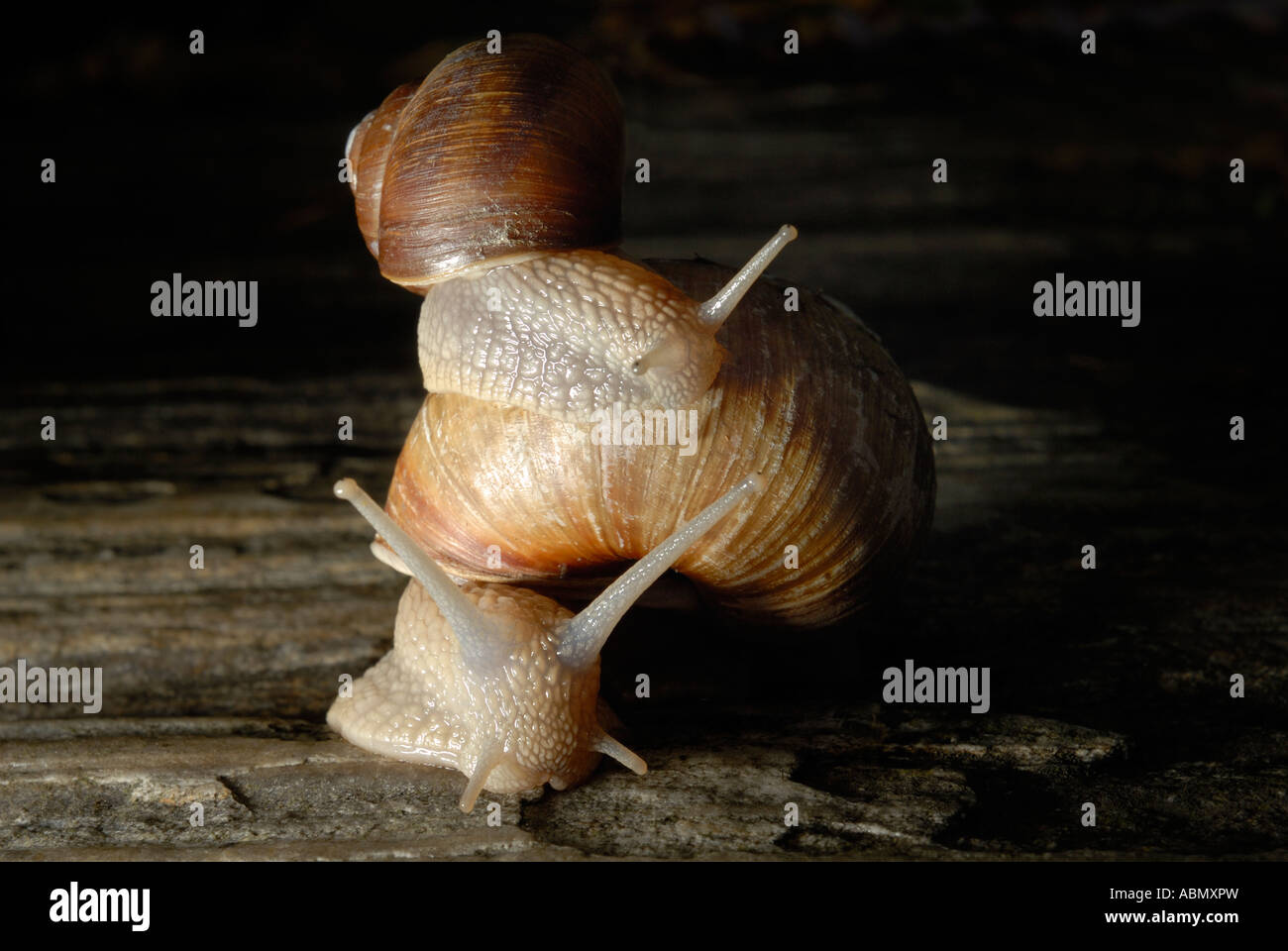 Helix aspersa two 2 Snail Garden Europe, small snail riding on top of ...