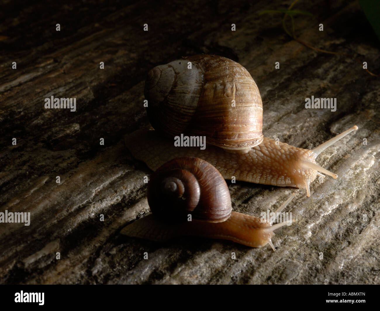 Two garden snails hi-res stock photography and images - Alamy