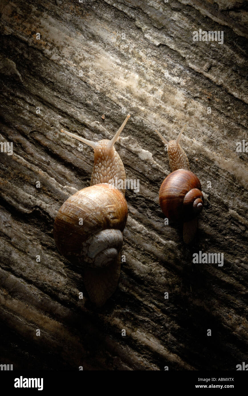 Helix aspersa two 2 Snail Garden Europe Stock Photo - Alamy