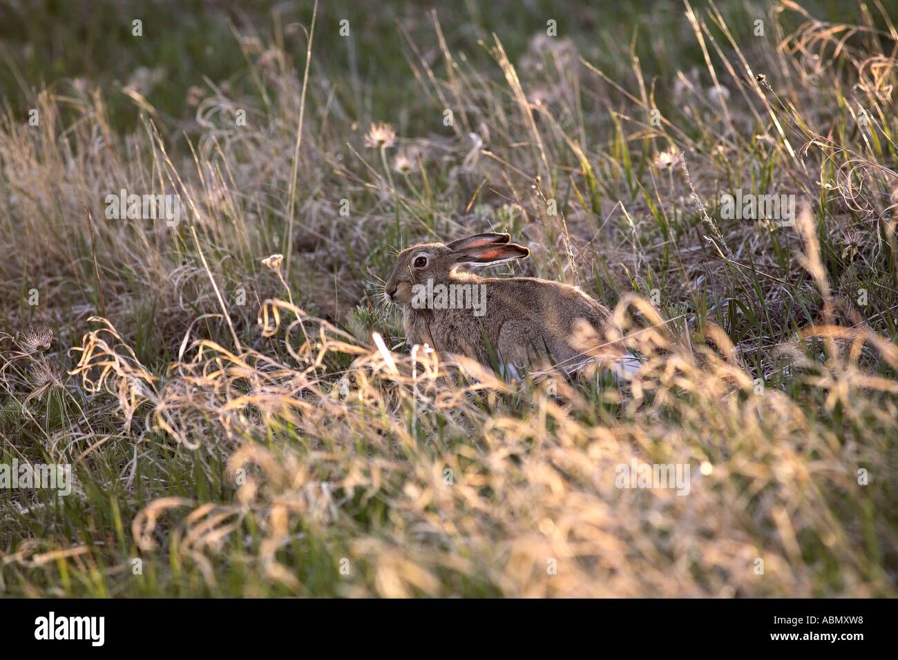 White-tailed Jackrabbit in field Stock Photo - Alamy