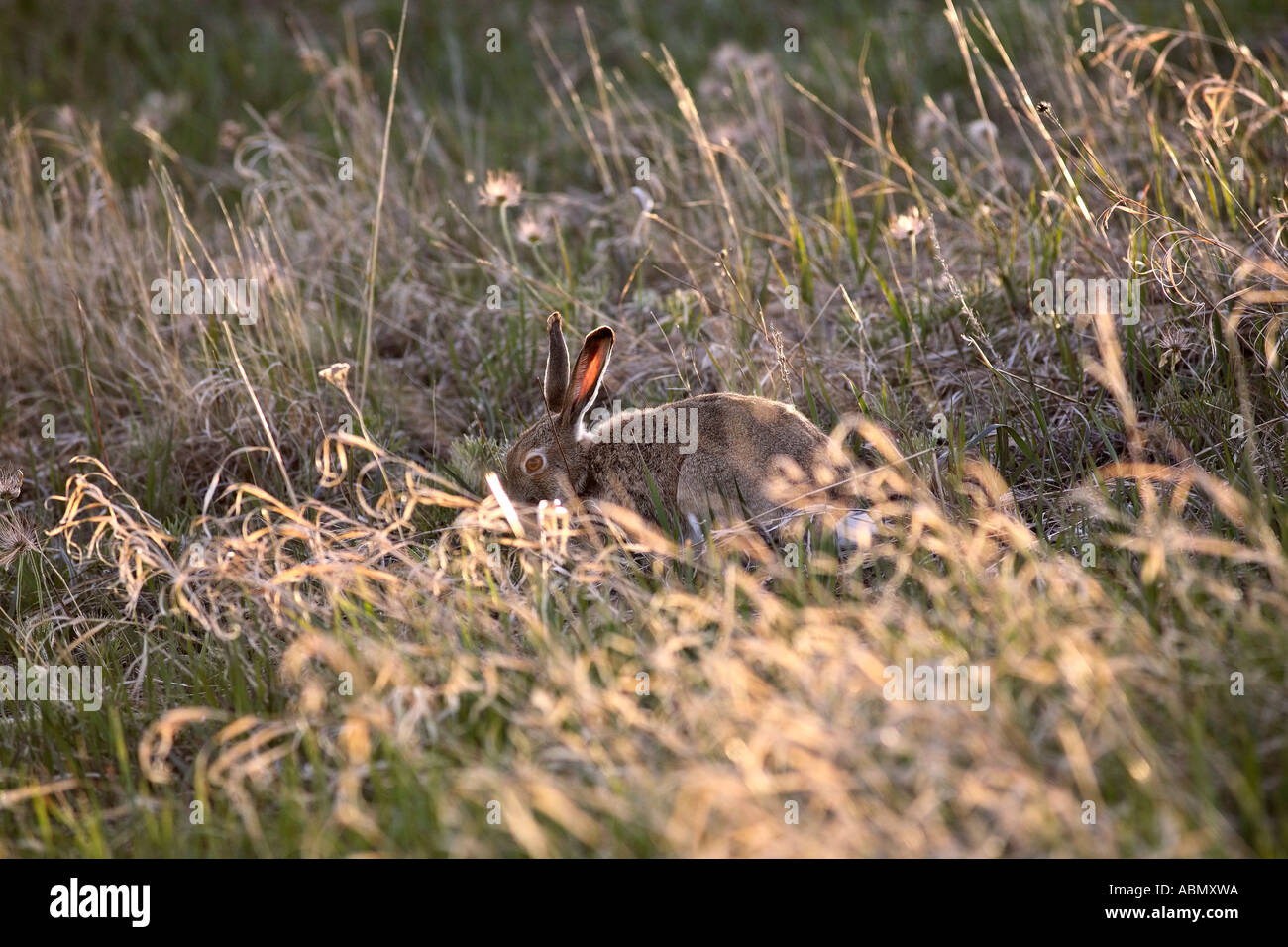 White tailed jackrabbits hi-res stock photography and images - Alamy