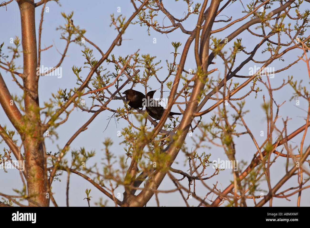 Two american crows hi-res stock photography and images - Alamy