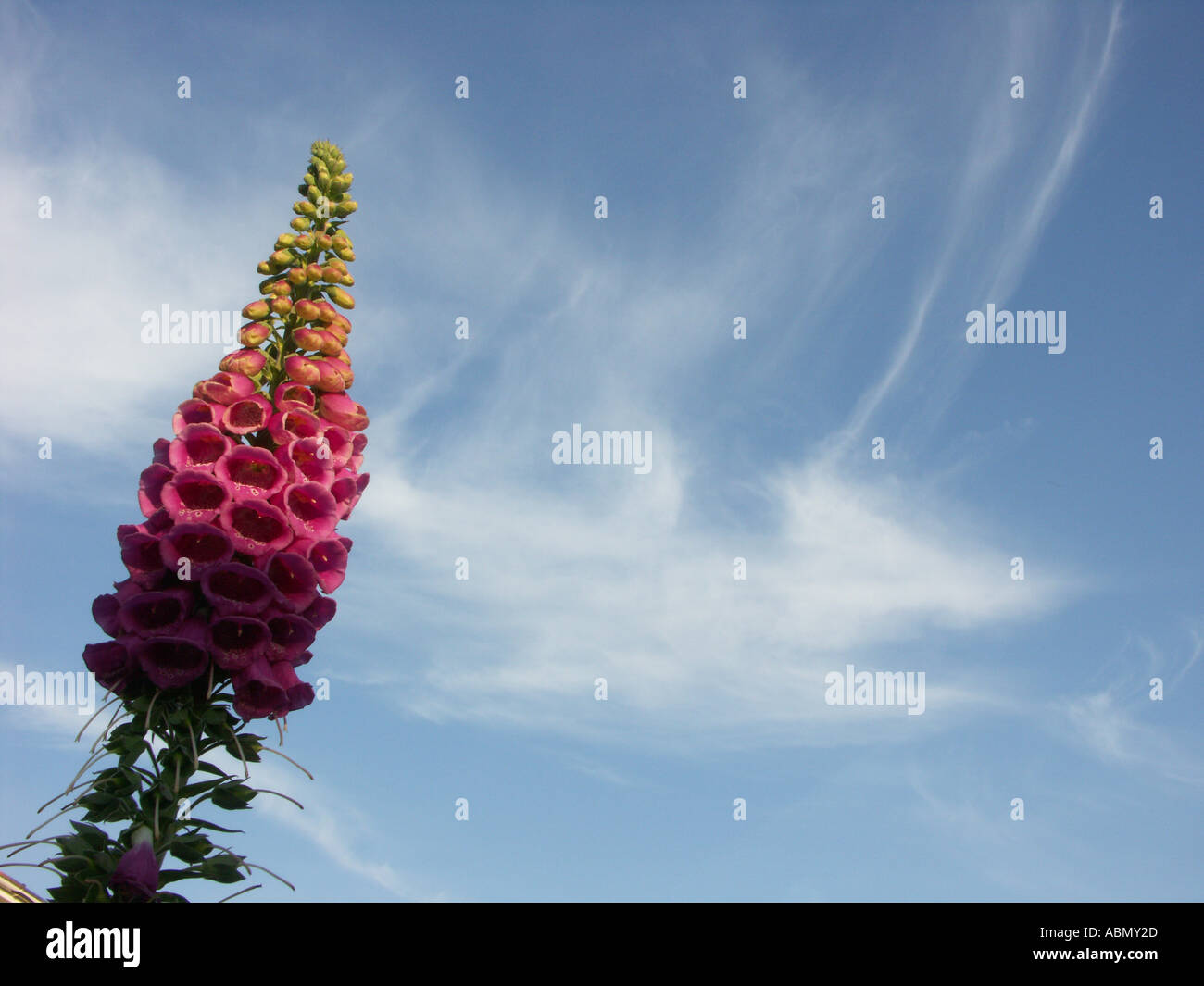 Foxglove golden light hi-res stock photography and images - Alamy