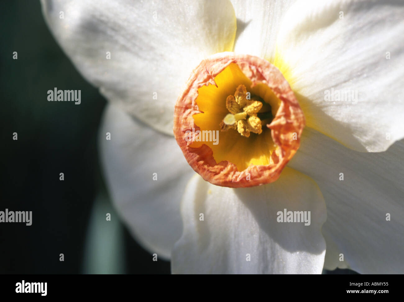 National Flower Of Wales High Resolution Stock Photography and Images ...