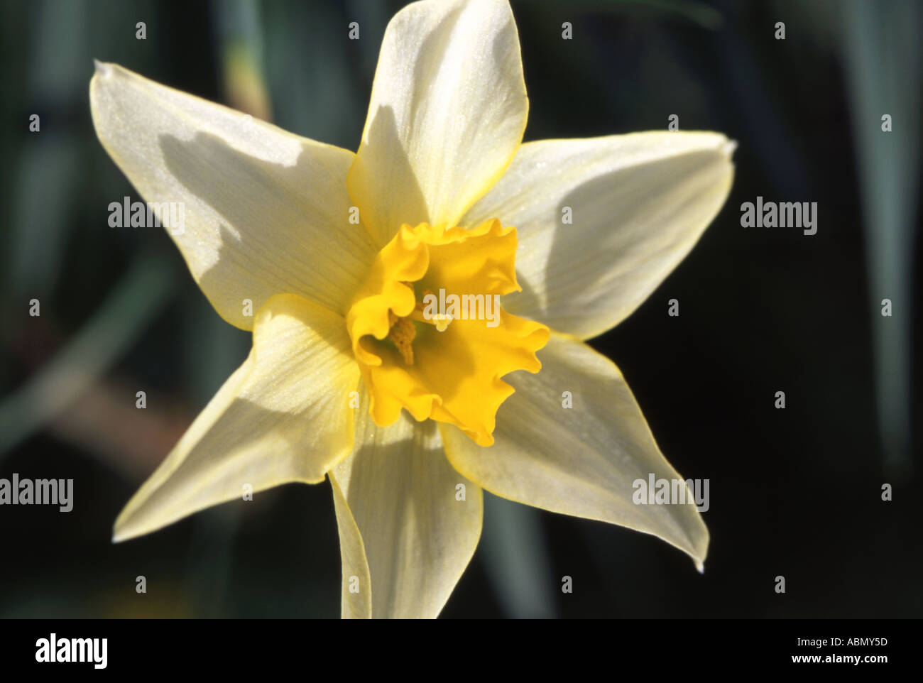 Daffodil National flower of Wales Stock Photo - Alamy