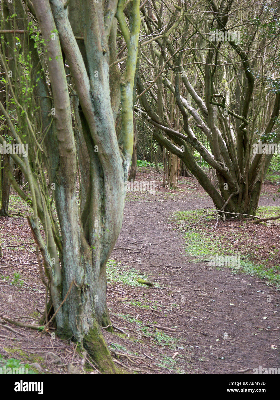 a weaving path through a wood on the malvern hills worcestershire ...