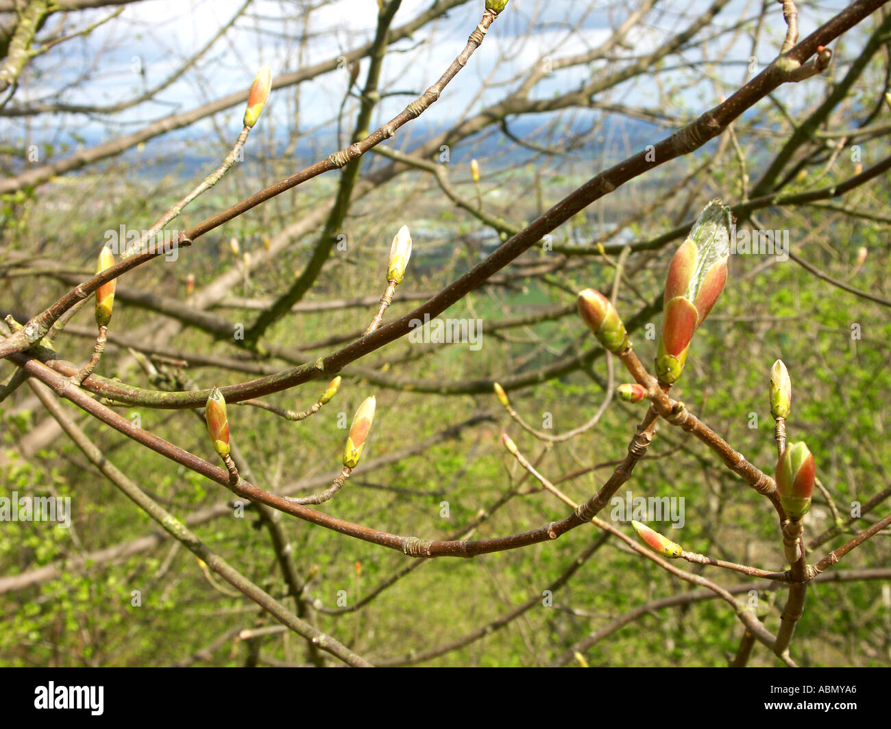 spring buds appearing on branches in the foreground with a veiw from ...