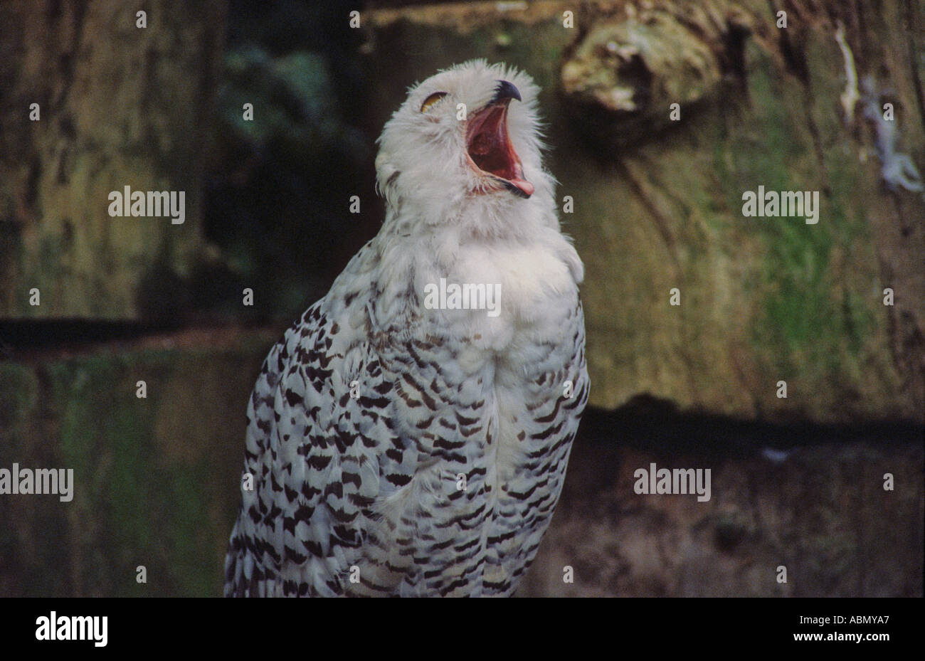 Yawning owl hi-res stock photography and images - Alamy