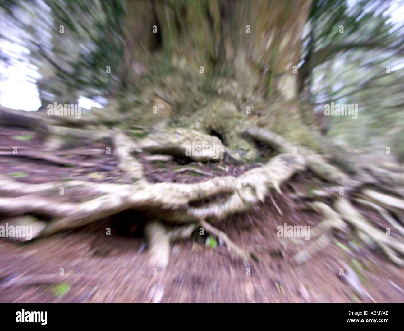 the trunk and exposed roots of a tree with movement on the malvern ...