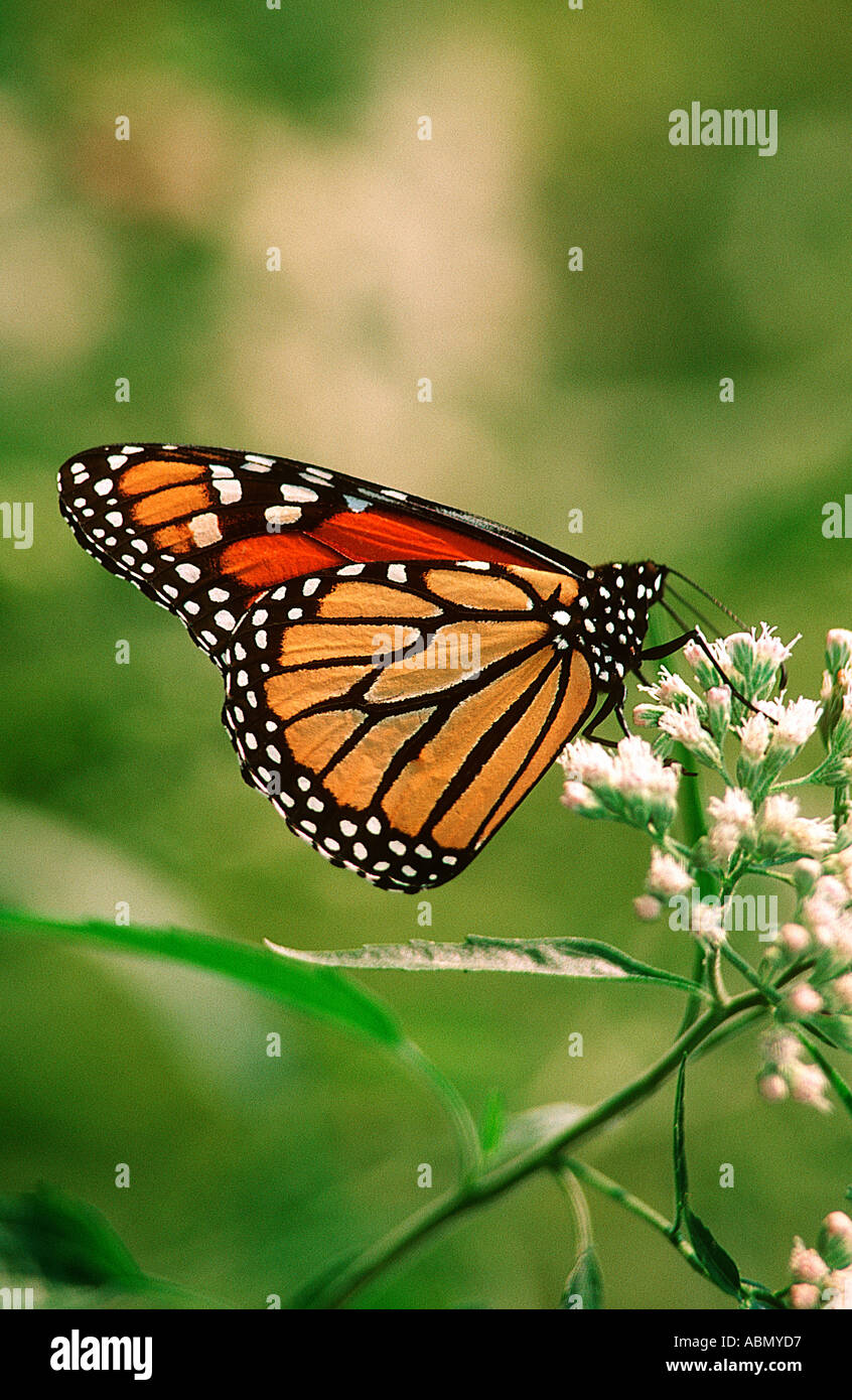 Monarch butterfly nectaring on butterfly bush Stock Photo - Alamy