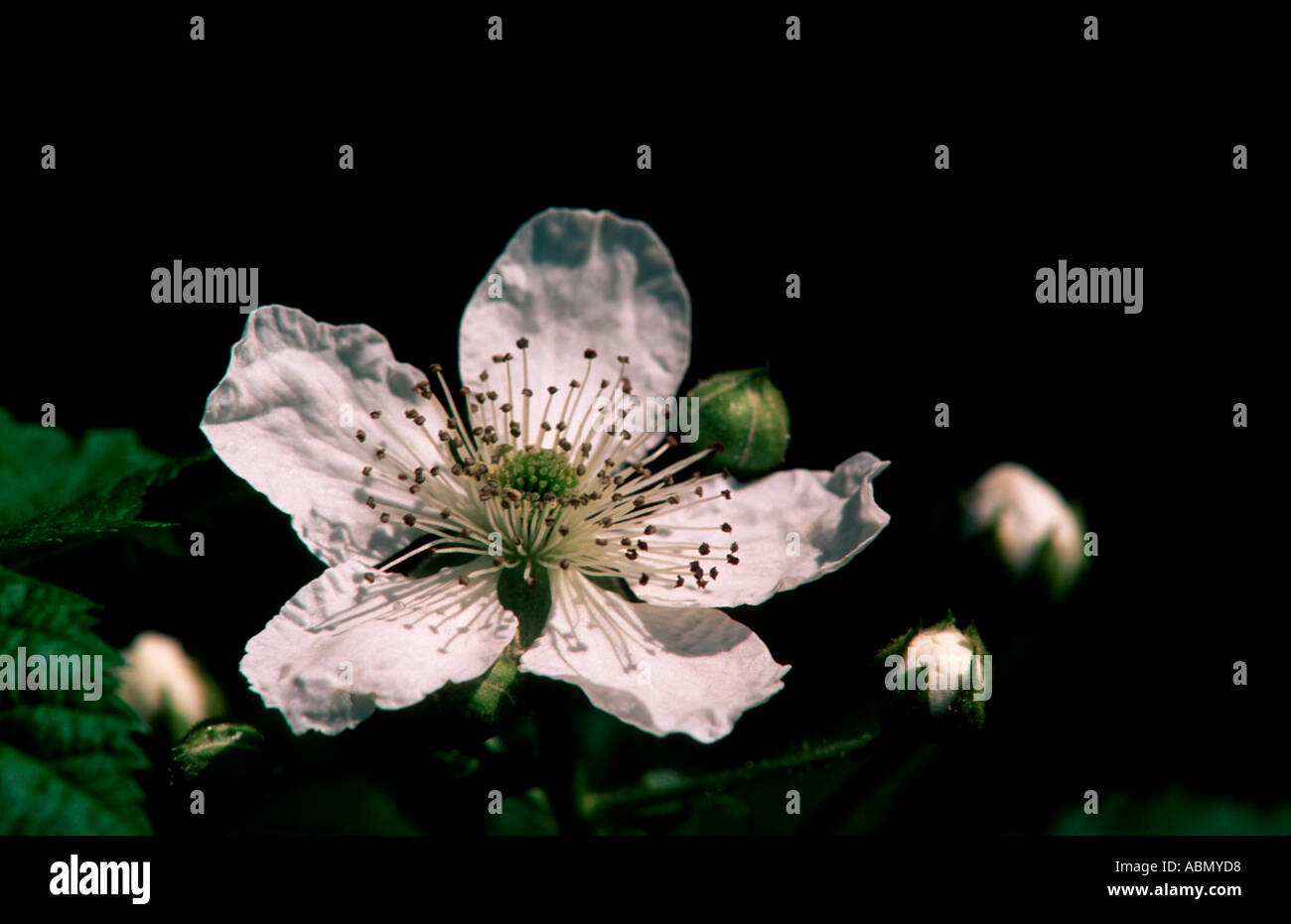 Black raspberry cane hi-res stock photography and images - Alamy