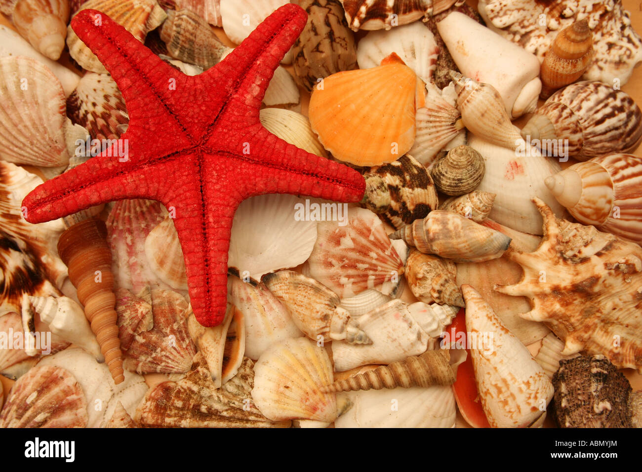 Variety of shells Stock Photo - Alamy