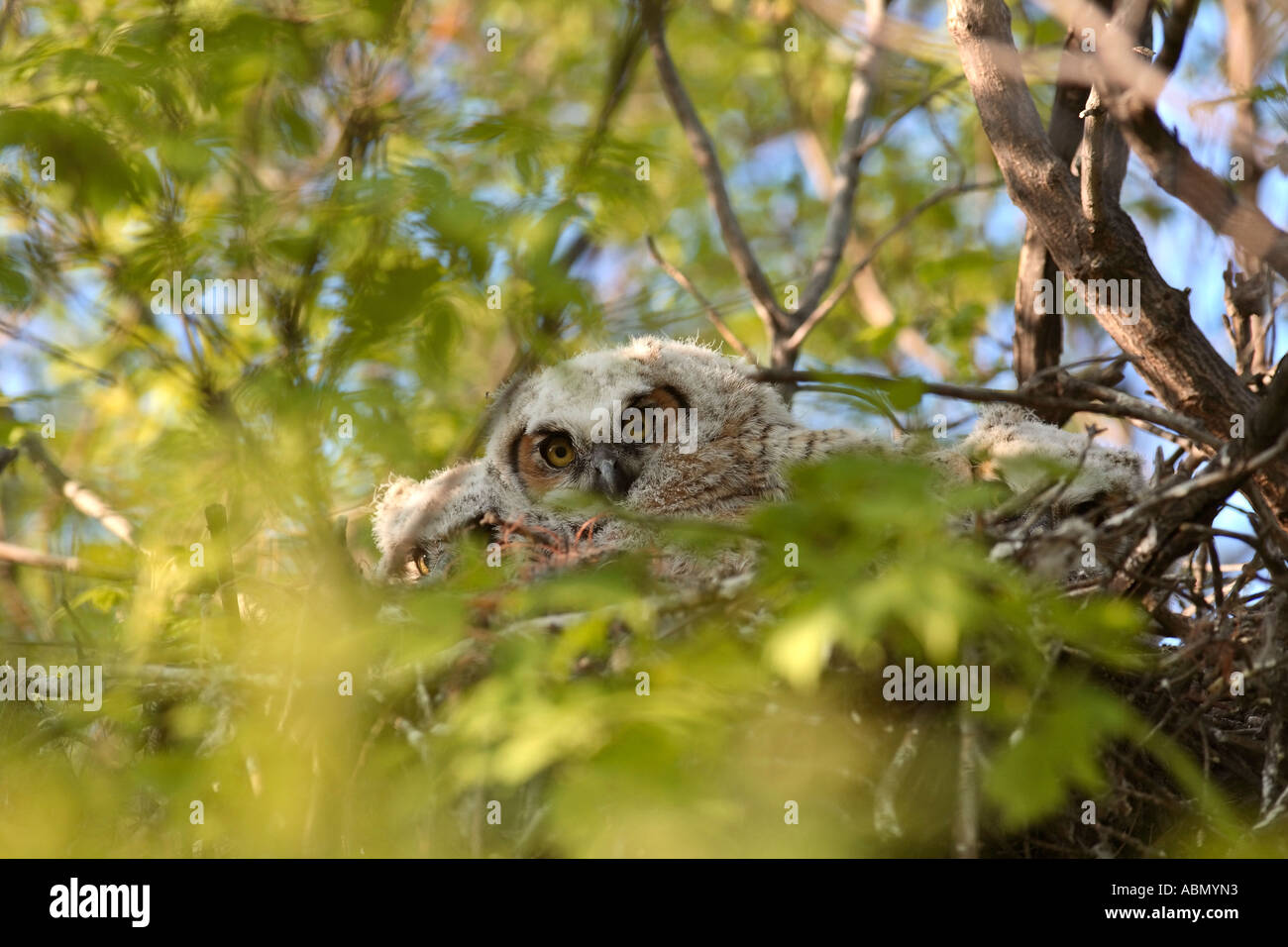 Young Great Horned Owls in scenic Saskatchewan Canada in nest Stock ...