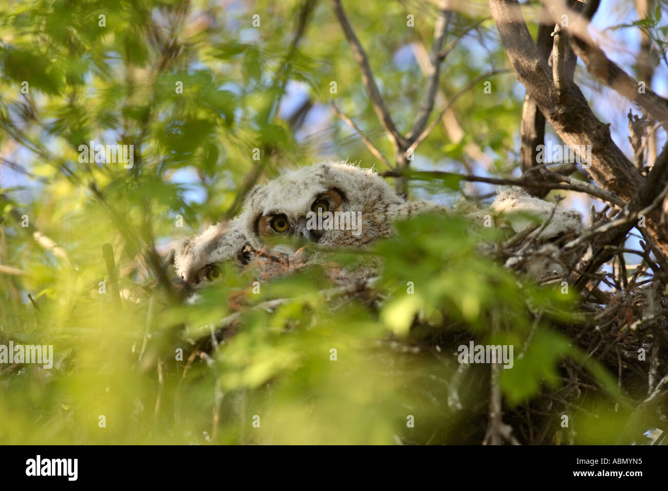 Young Great Horned Owls in scenic Saskatchewan Canada in nest Stock ...