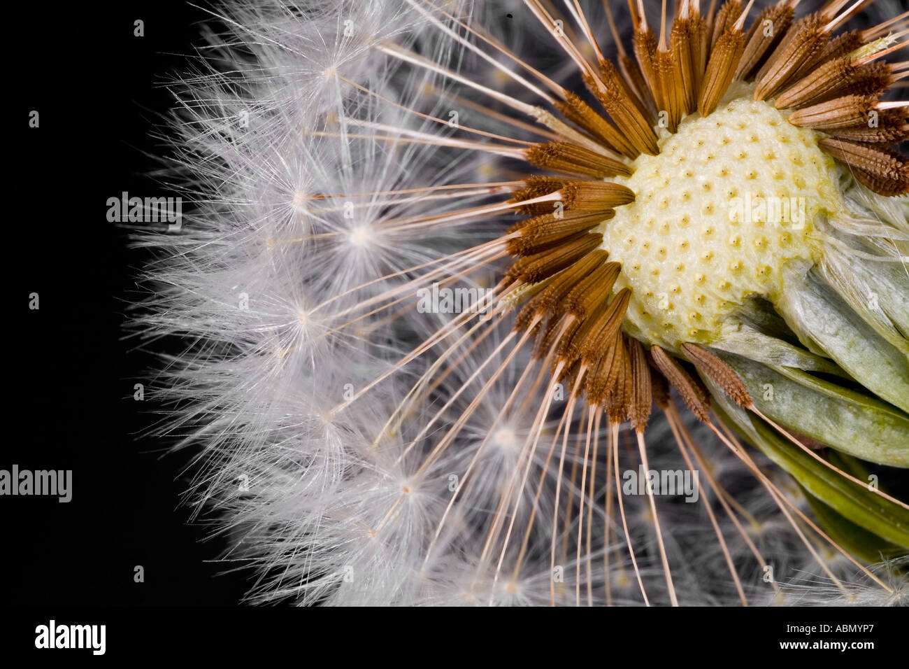 Dandelion clock seed head. Taraxacum officinale (WEBER Stock Photo - Alamy