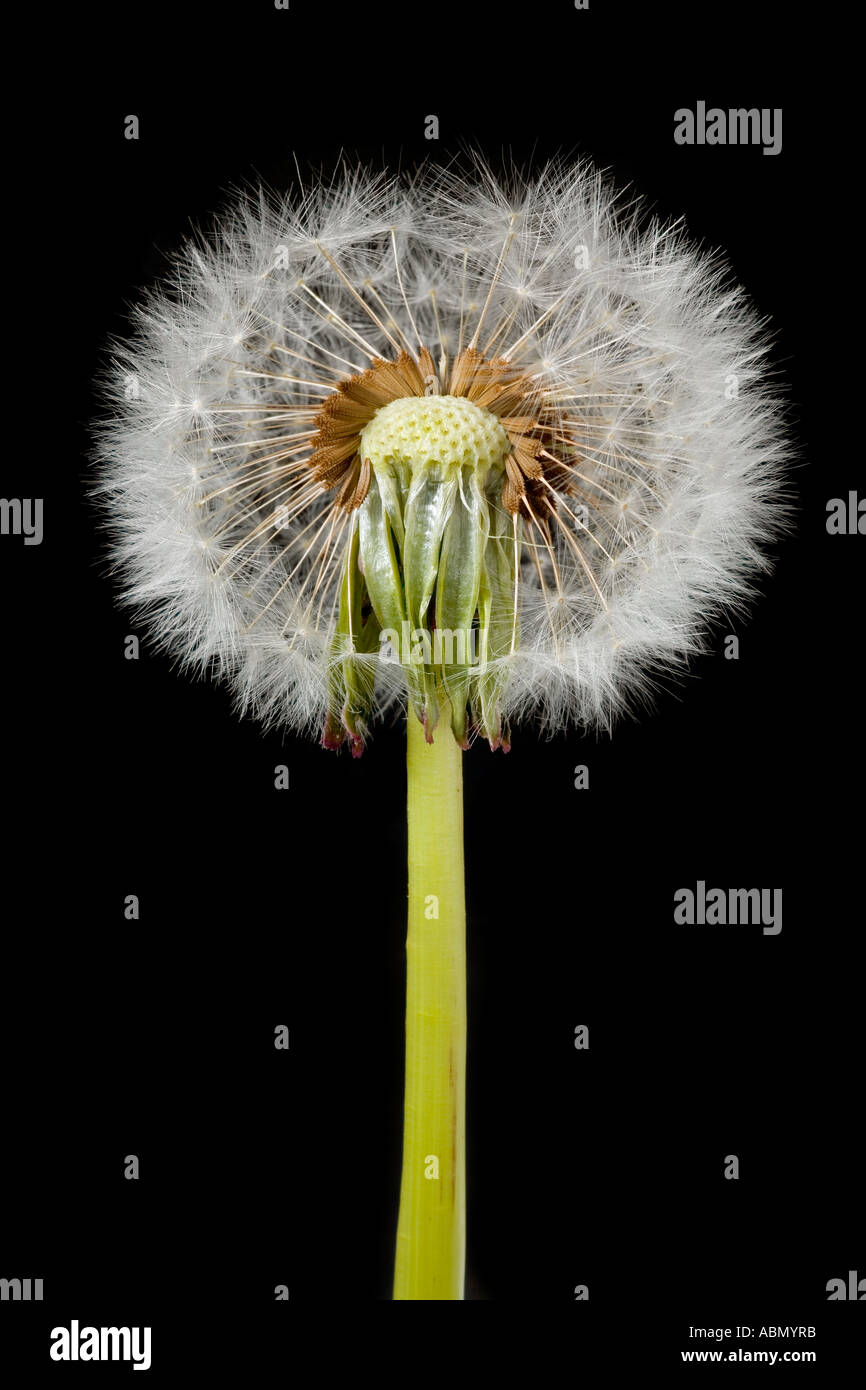 Dandelion clock seed head. Taraxacum officinale (WEBER Stock Photo - Alamy