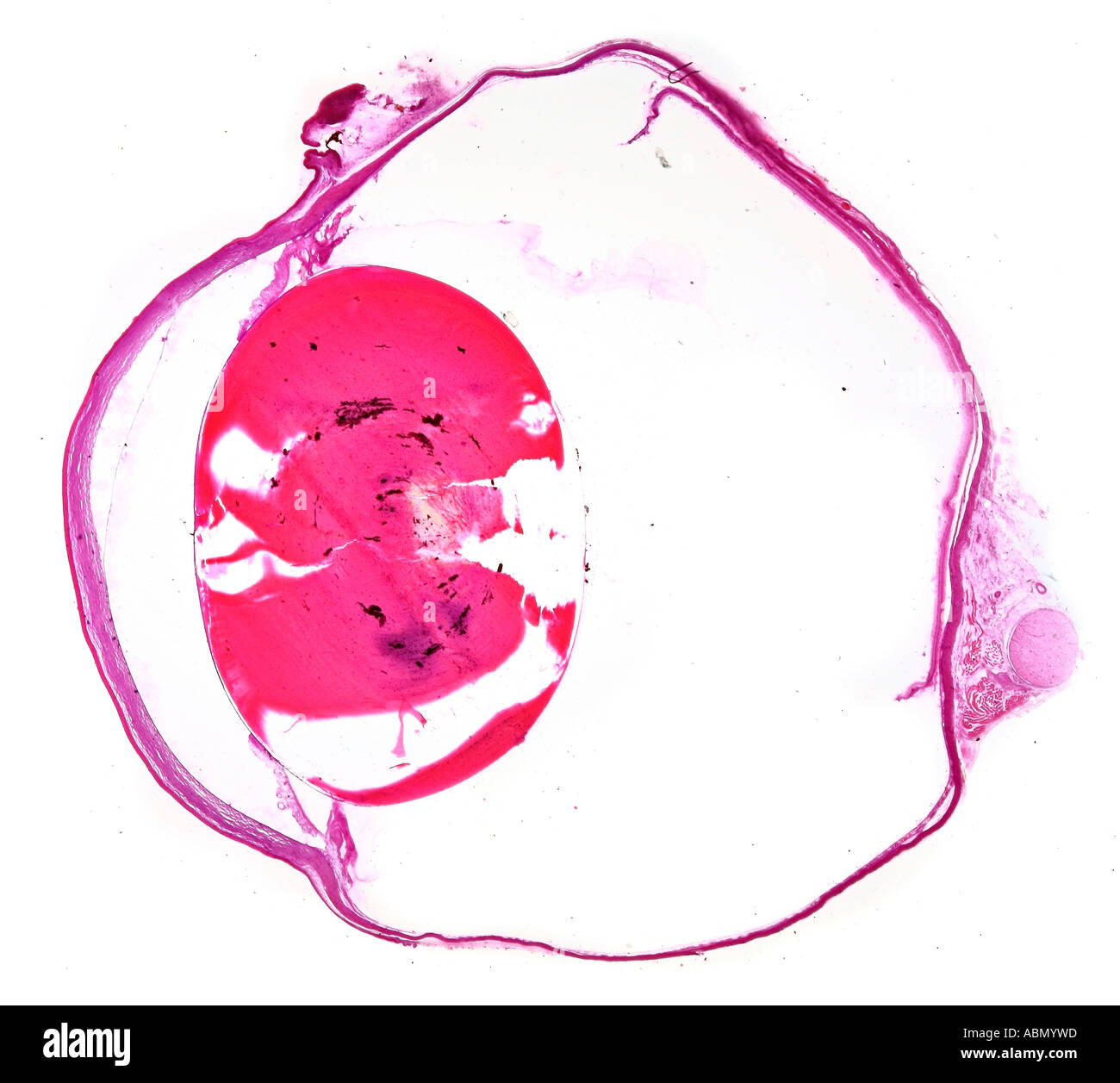 mammal eye section showing structure Stock Photo - Alamy
