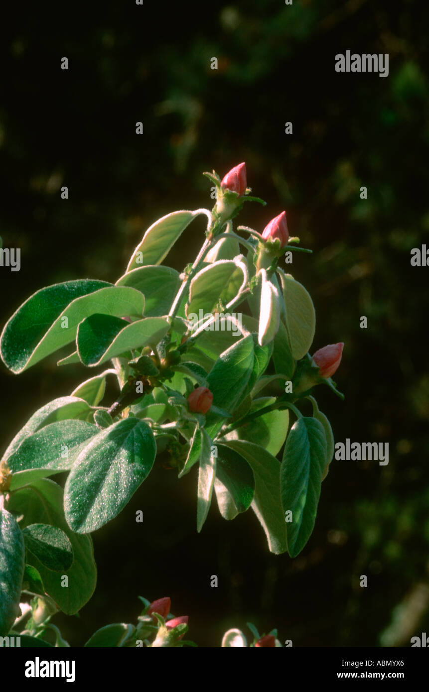 Cydonia oblonga detail with bud flow hi-res stock photography and ...