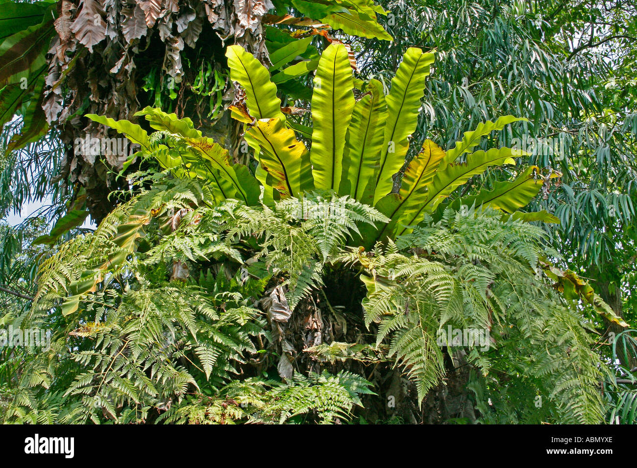 Birds nest fern. Asplenium nidus Stock Photo - Alamy