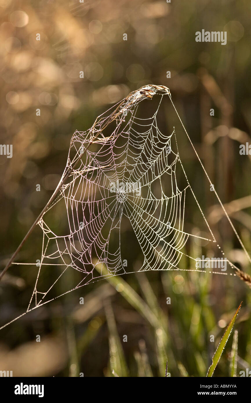 Spider web lit by morning sun in scenic Saskatchewan Canada Stock Photo ...