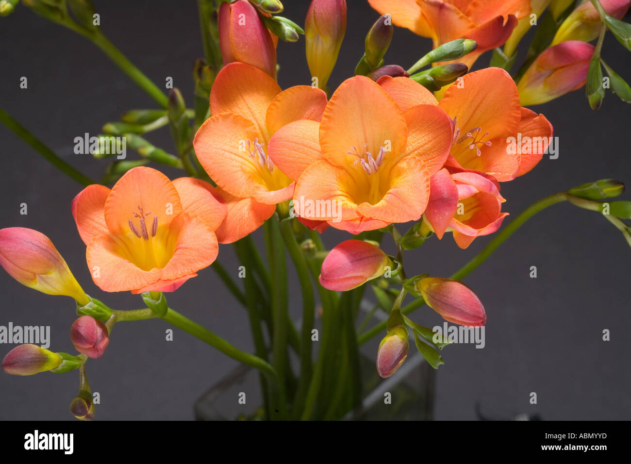 Orange freesia flowers hi-res stock photography and images - Alamy