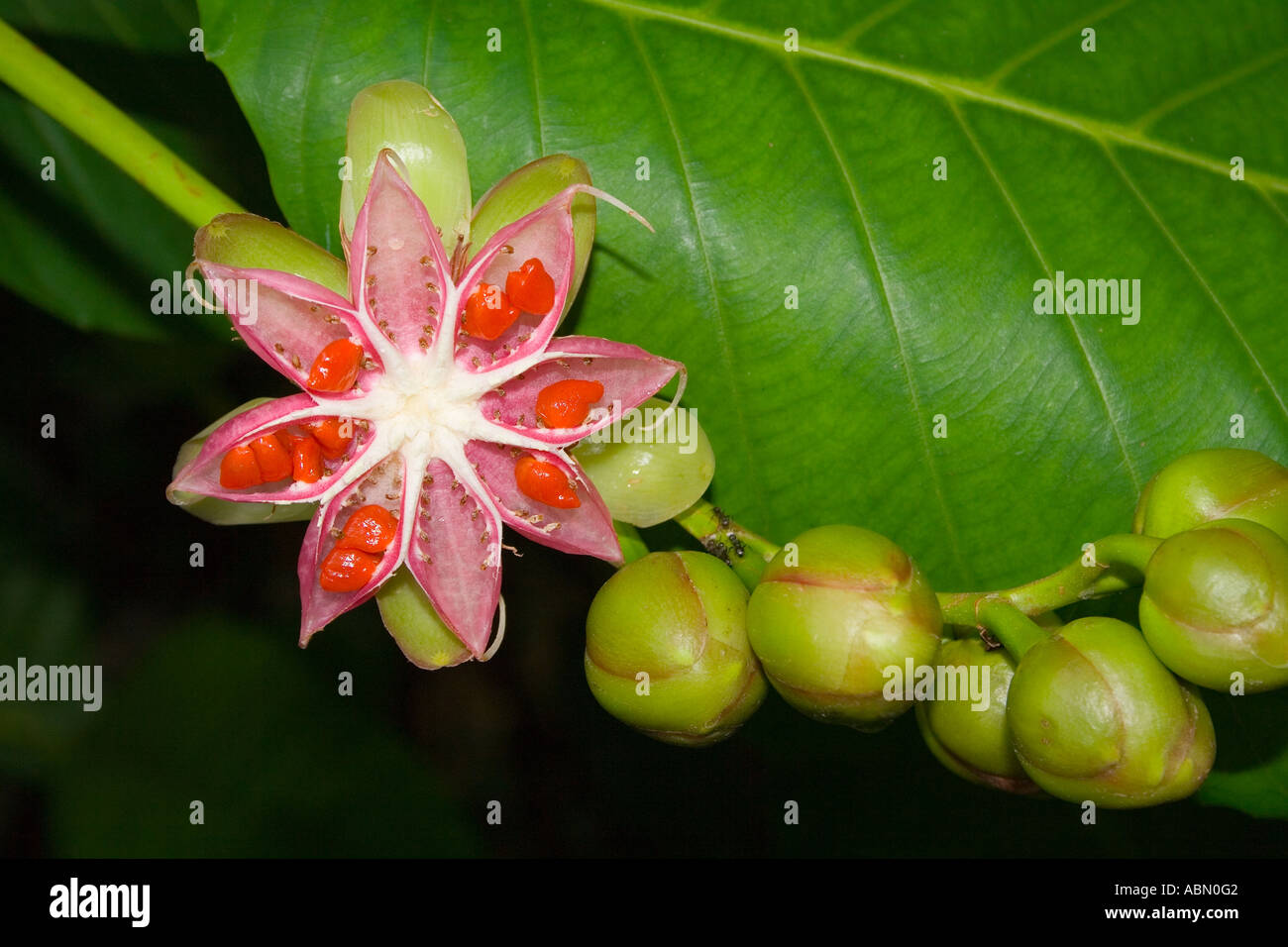 Exposed seeds of Dillenia suffruticosa or the Shrubby Simpoh, Singapore ...