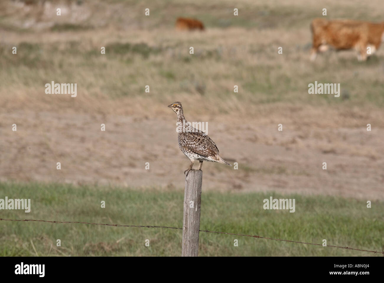 Sharp-tailed Grouse on fence post in scenic Saskatchewan Canada Stock ...